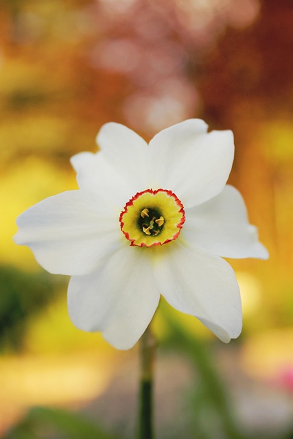 Fleur Narcisse Blanche - Photo gratuite sur Pixabay - Pixabay