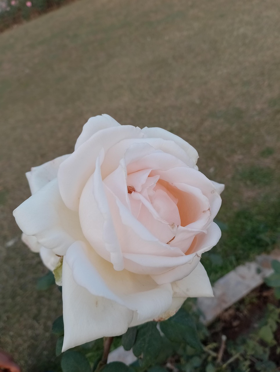 Rose Blanche Libre Belle - Photo gratuite sur Pixabay - Pixabay