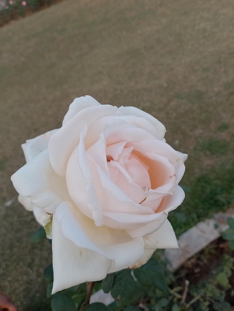 Rose Blanche Libre Belle - Photo gratuite sur Pixabay - Pixabay