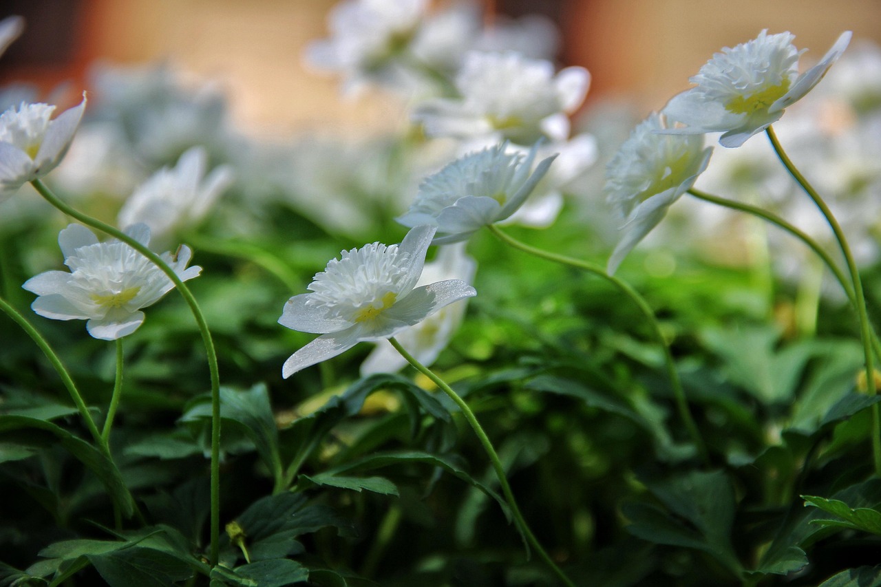 Fleurs Blanches Jardin - Photo gratuite sur Pixabay - Pixabay