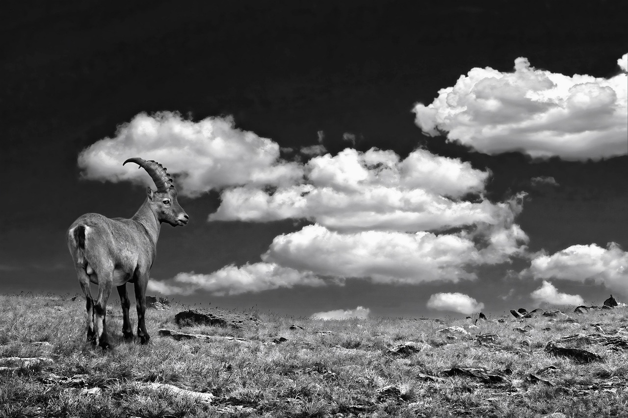Ibex Capra Mountain - Free photo on Pixabay - Pixabay