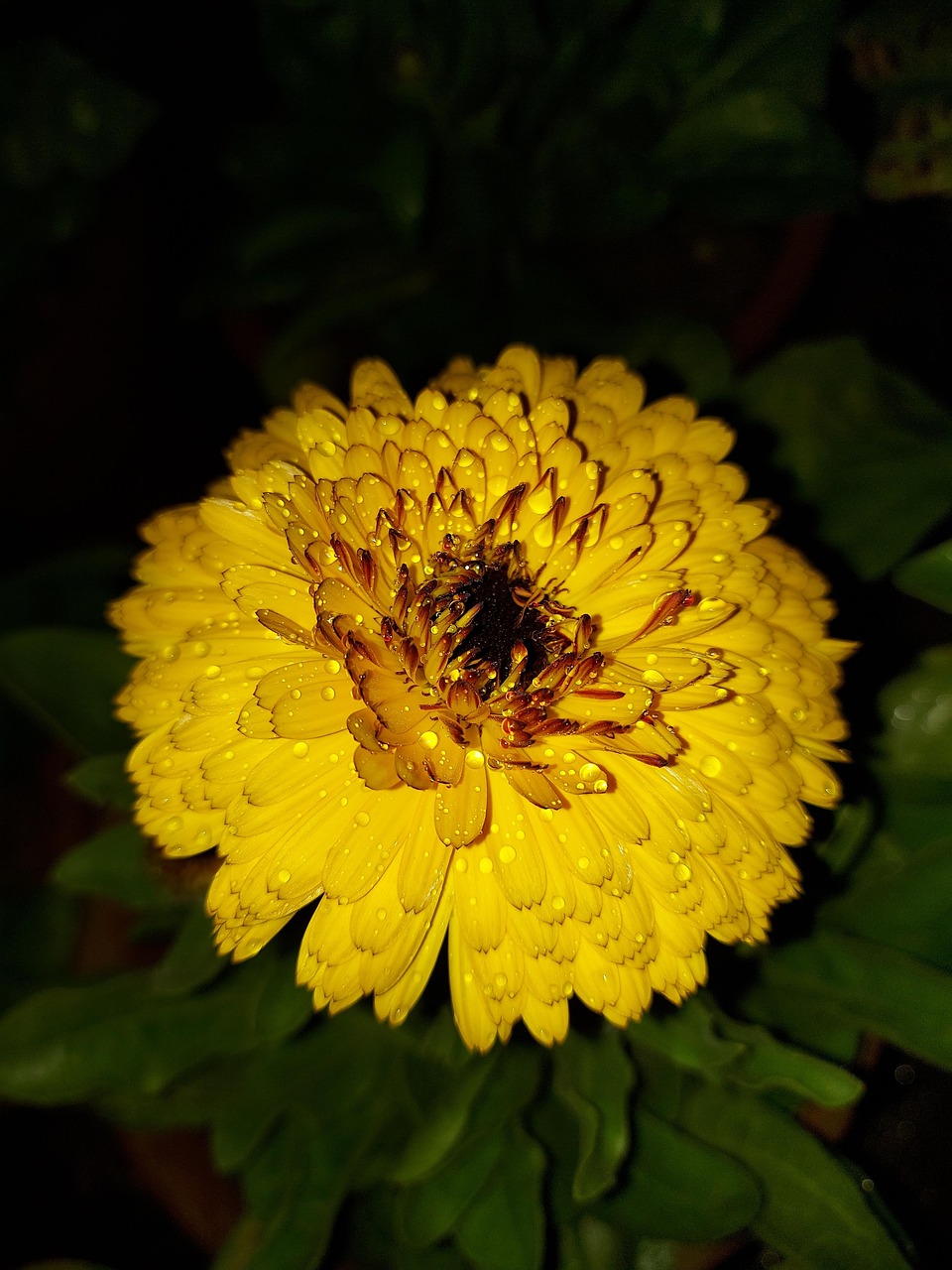 Fleur Souci La Photographie - Photo gratuite sur Pixabay - Pixabay