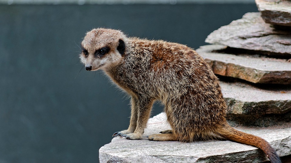 Meerkat Mammal Animal - Free photo on Pixabay