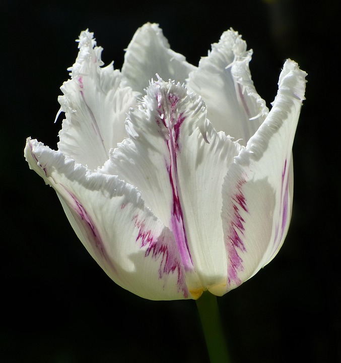 Tulipán Blanco Flor Blanca - Foto gratis en Pixabay - Pixabay
