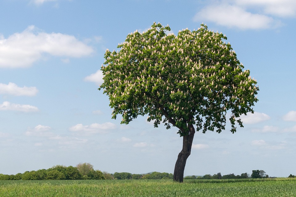 Castanha Árvore Castanheira - Foto gratuita no Pixabay - Pixabay