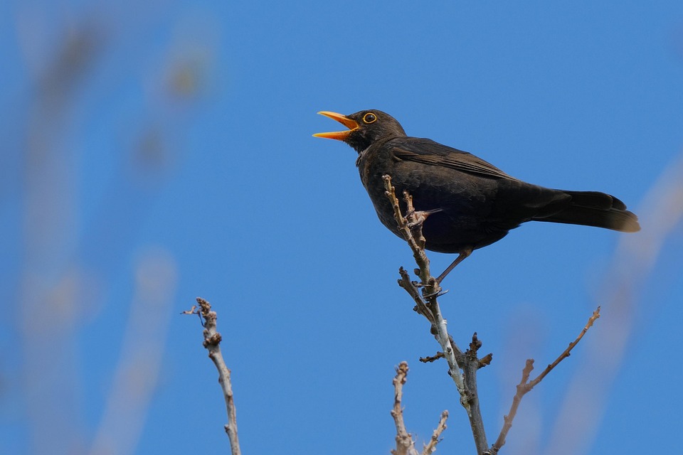 Bird Blackbird Beak - Free photo on Pixabay - Pixabay
