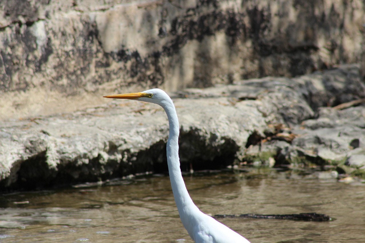 Bird Egret River - Free photo on Pixabay - Pixabay