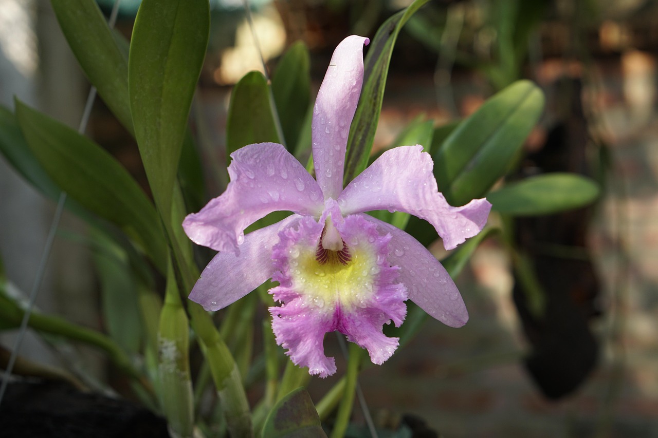 Flower Lan Cattleya - Free photo on Pixabay - Pixabay