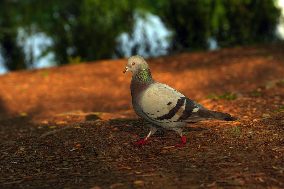 Pigeon Animal Morning - Free photo on Pixabay