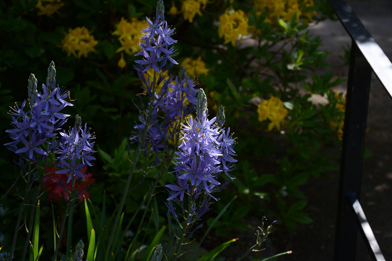 Fleur Helsingborg Skåne - Photo gratuite sur Pixabay - Pixabay