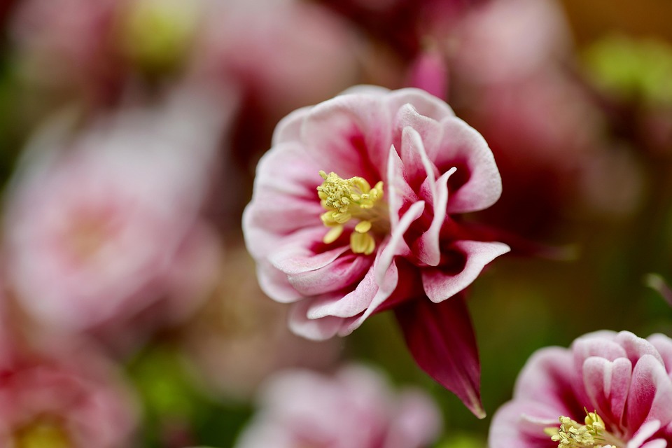 Columbia Black Columbine Aquilegia - Free photo on Pixabay - Pixabay