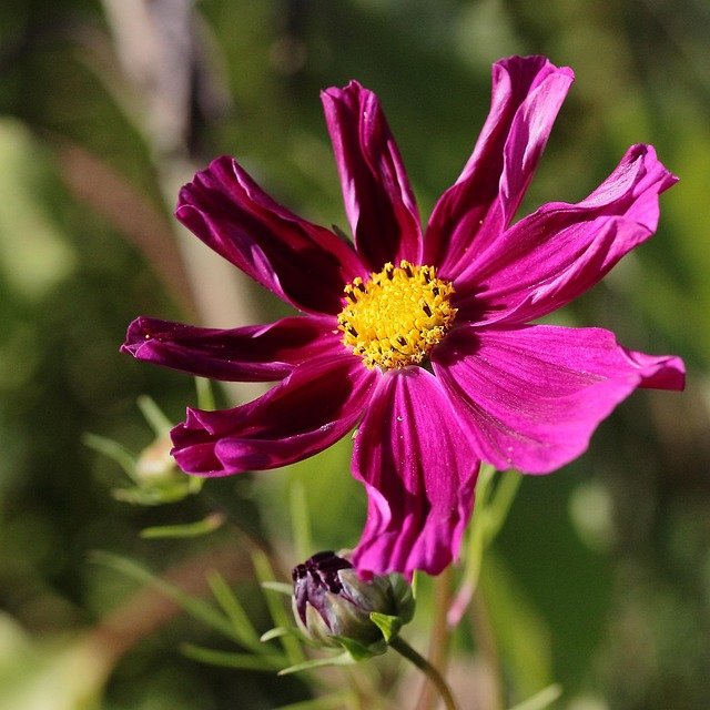 Plant Flower Nature - Free photo on Pixabay