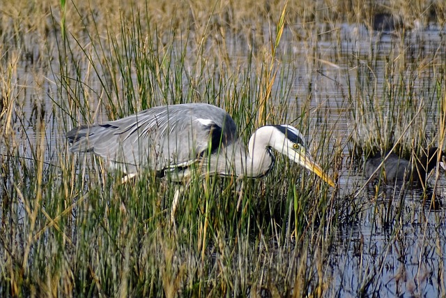 Heron Bird Animal - Free photo on Pixabay - Pixabay
