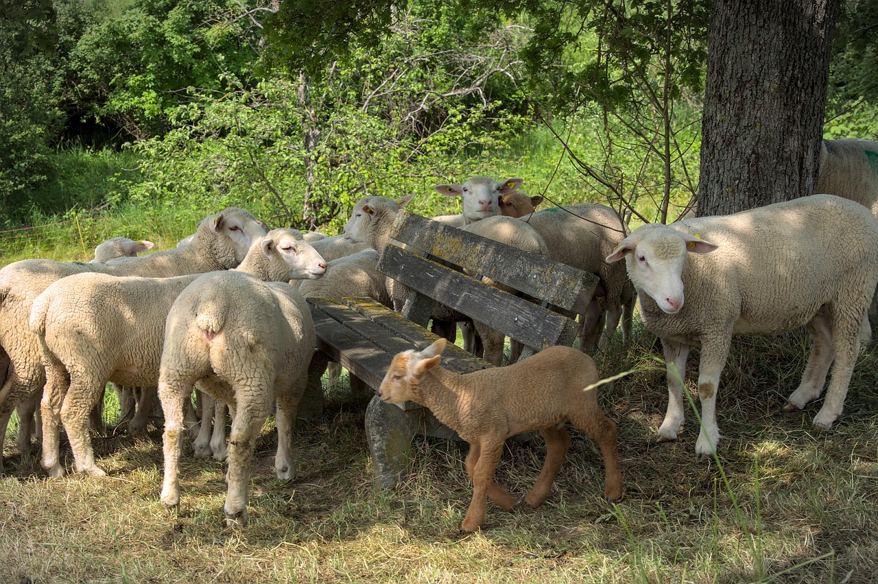 Le Mouton Troupeau De Moutons - Photo gratuite sur Pixabay - Pixabay