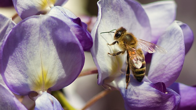 Abeille Insecte La Nature - Photo gratuite sur Pixabay - Pixabay