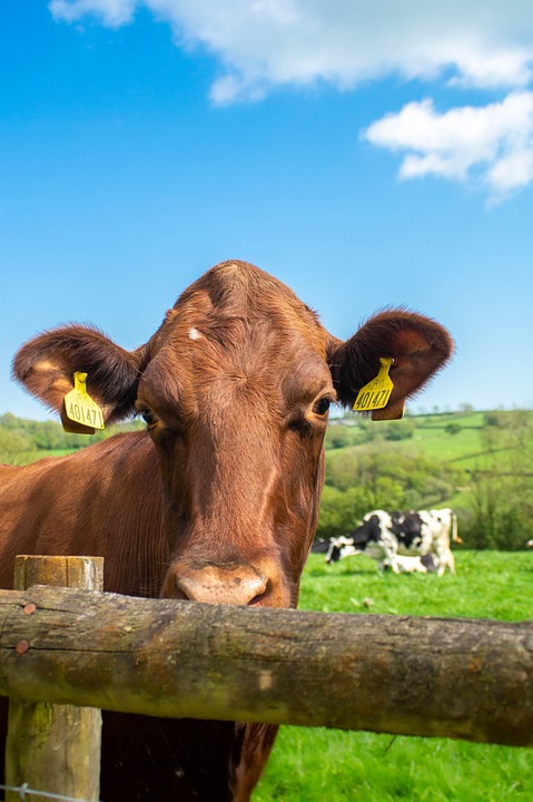 Vache Laitière Vaches - Photo gratuite sur Pixabay - Pixabay