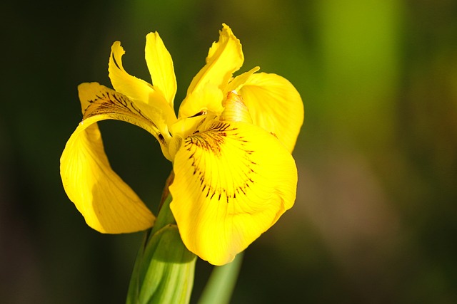 Lirio De Espada Pantano - Foto gratis en Pixabay - Pixabay