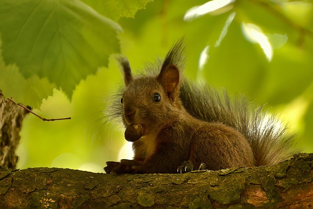 Squirrel Red Mammal - Free photo on Pixabay - Pixabay