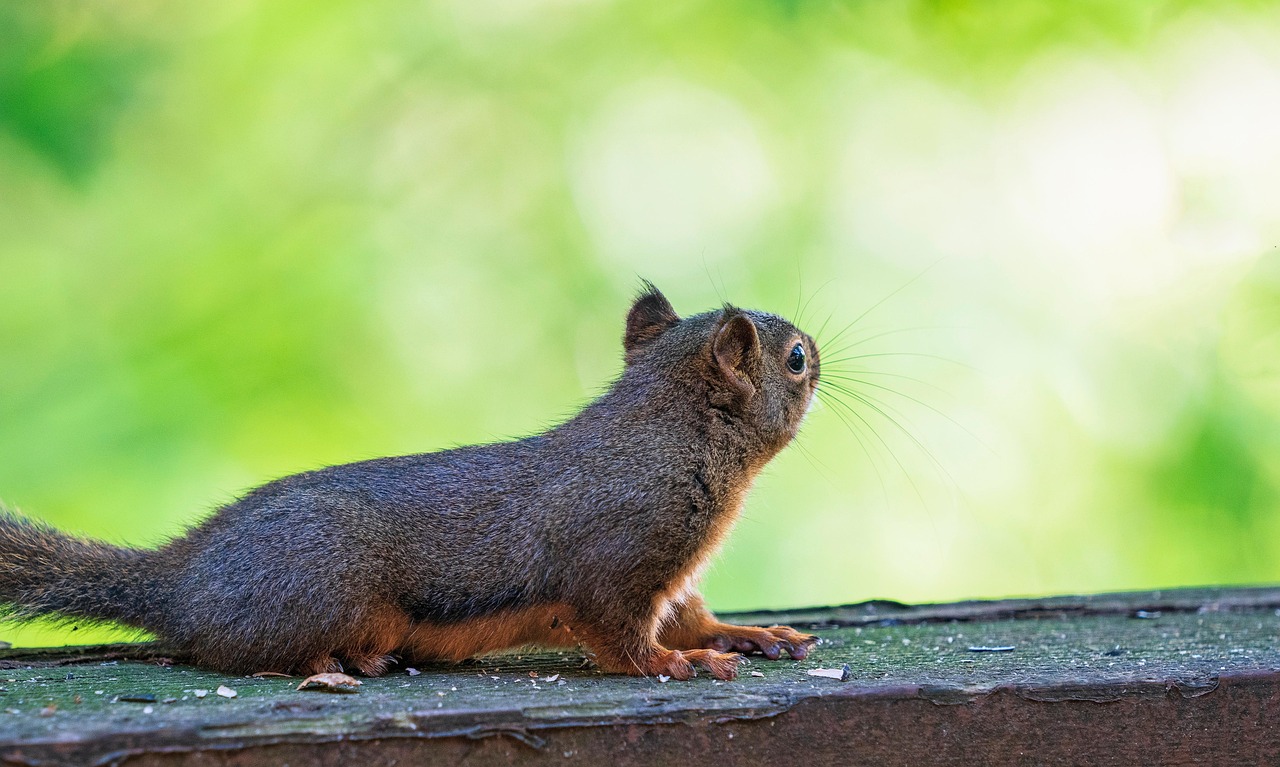 Squirrel Gaze Trees - Free photo on Pixabay