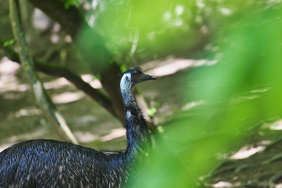 Bird Emu Wildlife - Free photo on Pixabay