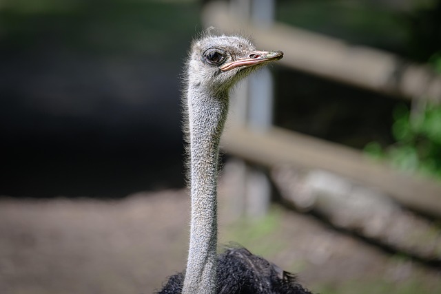 Ostrich Bird Beak - Free photo on Pixabay