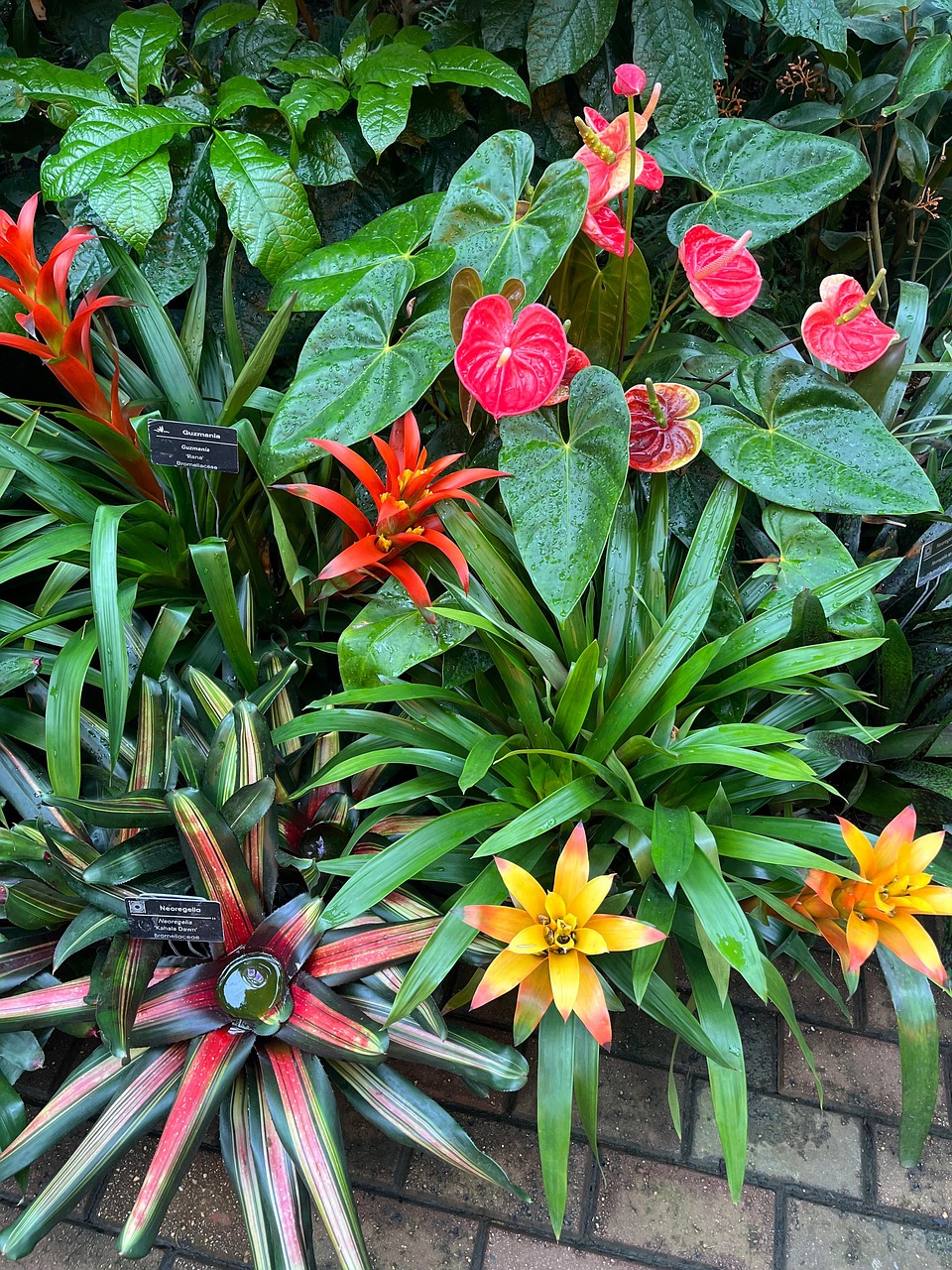 Tropical Les Plantes Botanique - Photo gratuite sur Pixabay - Pixabay