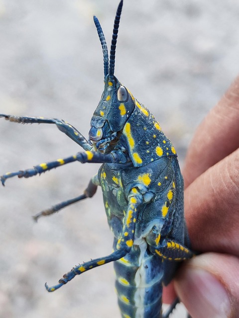 Saltamontes Insecto Escarabajo - Foto gratis en Pixabay - Pixabay