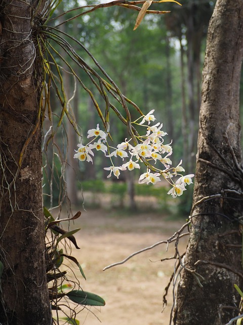Bunga Pohon Hutan - Foto gratis di Pixabay - Pixabay