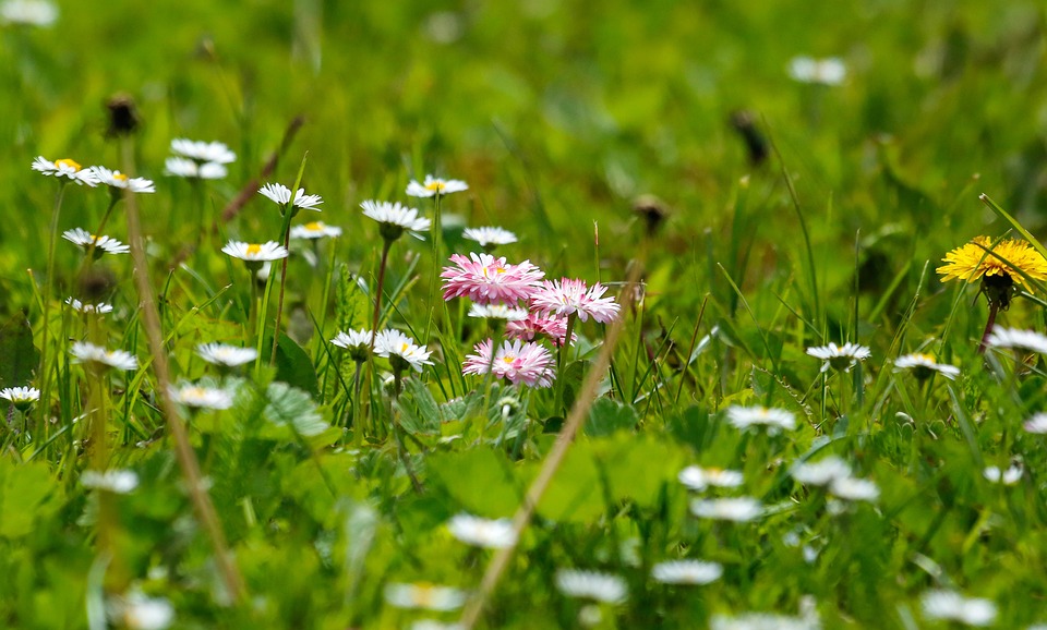 Fleurs Prairie Plantes - Photo gratuite sur Pixabay