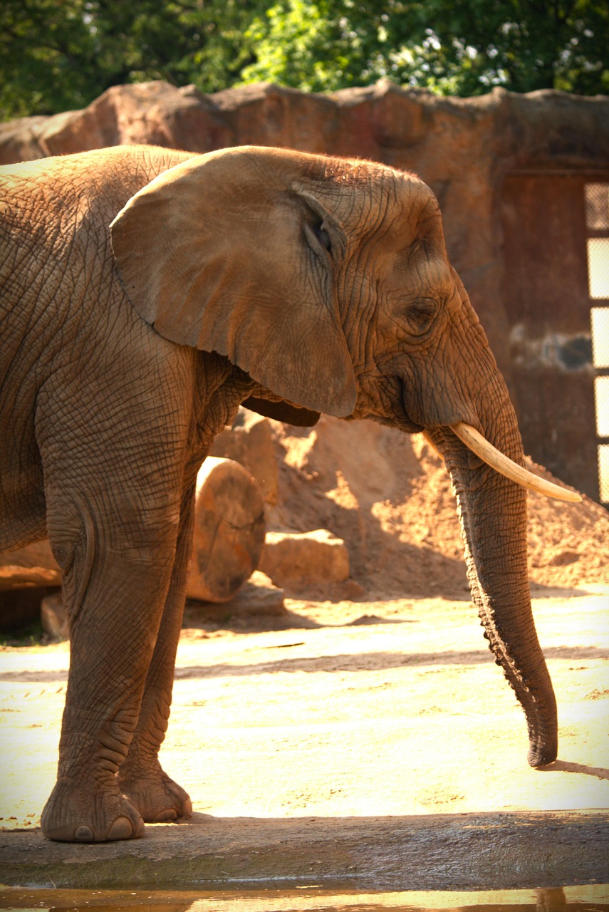 Elephant Animal Africa - Free photo on Pixabay - Pixabay