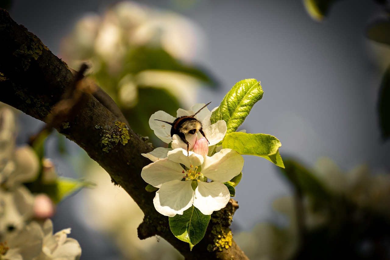 Bumblebee Insect Tree - Free photo on Pixabay