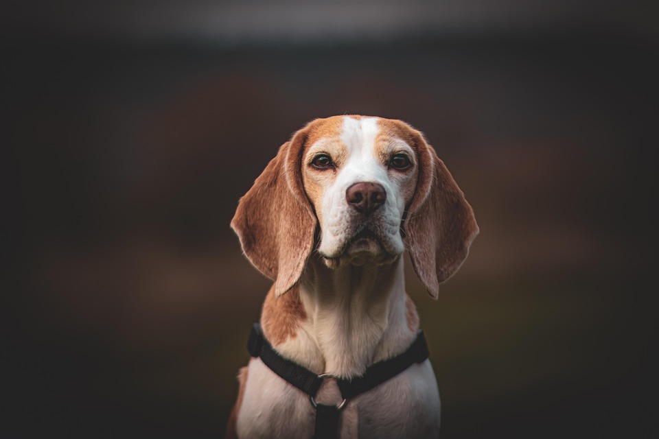 Dog Beagle Meadow - Free photo on Pixabay