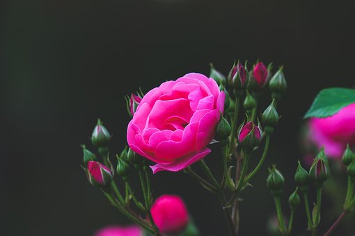 Rose Garden Flower Blooming - Free photo on Pixabay