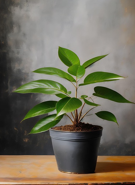 Plantes Plante D'Appartement - Image gratuite sur Pixabay - Pixabay