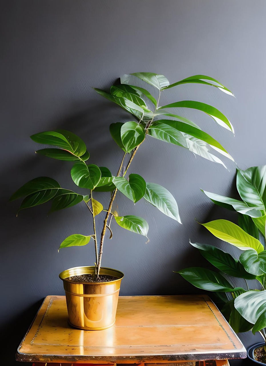 Plantes Plante D'Appartement - Image gratuite sur Pixabay - Pixabay