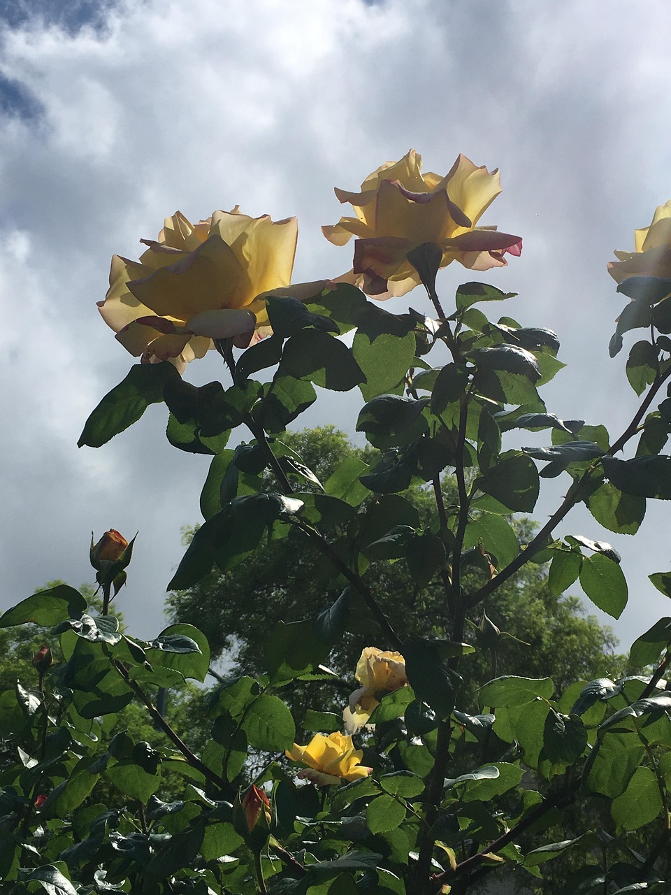 Rose Bloem - Gratis foto op Pixabay - Pixabay