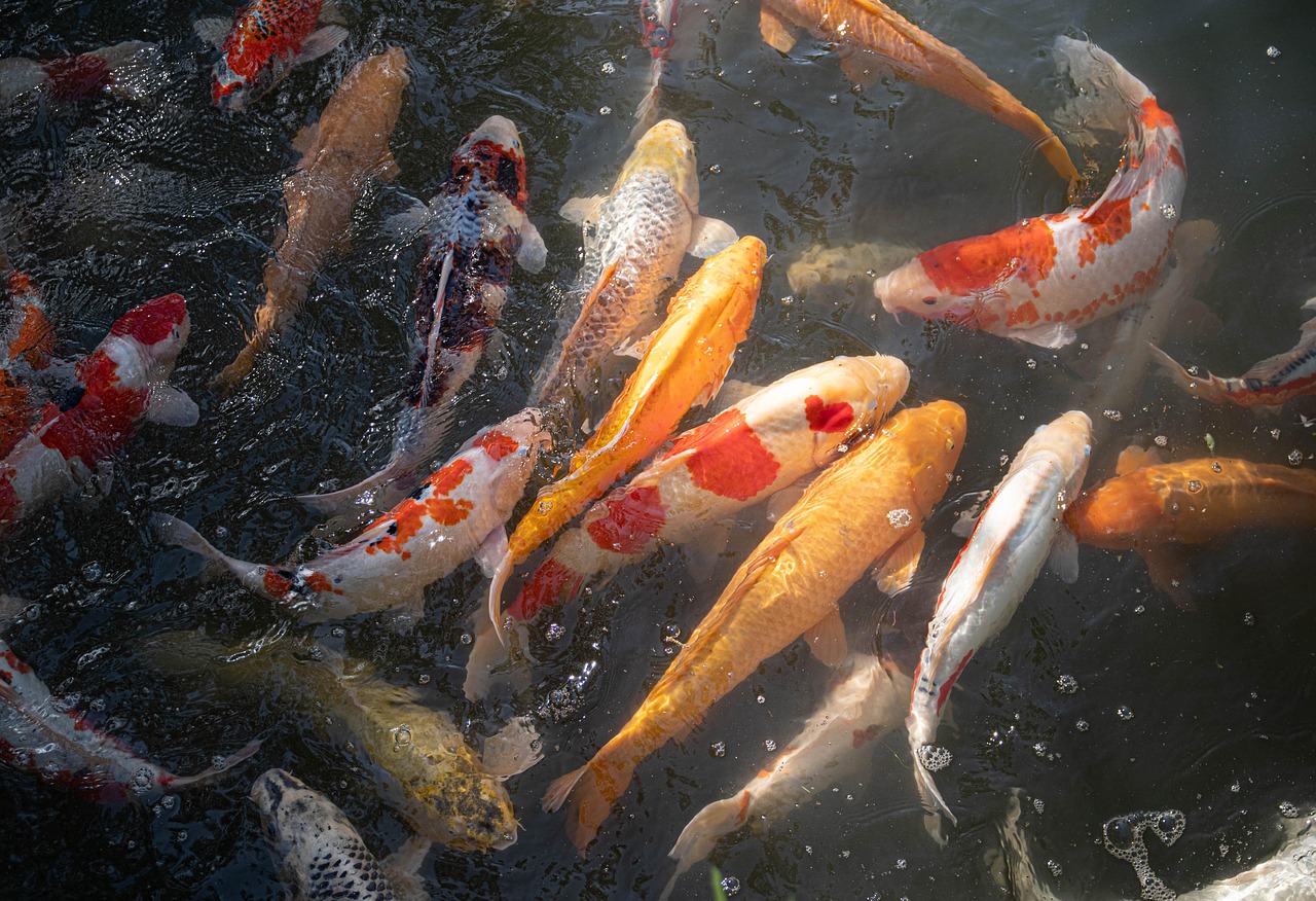 Fish Carp Pond - Free photo on Pixabay - Pixabay