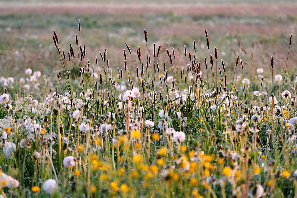 Flowers Flower Meadow Flora - Free photo on Pixabay - Pixabay