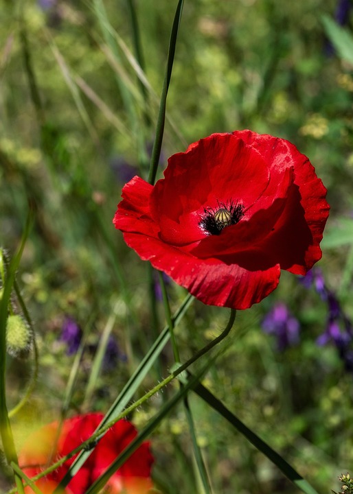 Poppy Flower Plant Red - Free photo on Pixabay - Pixabay