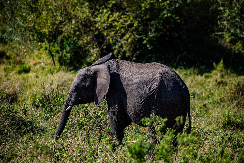 L'Éléphant Pachyderme Mammifère - Photo gratuite sur Pixabay - Pixabay