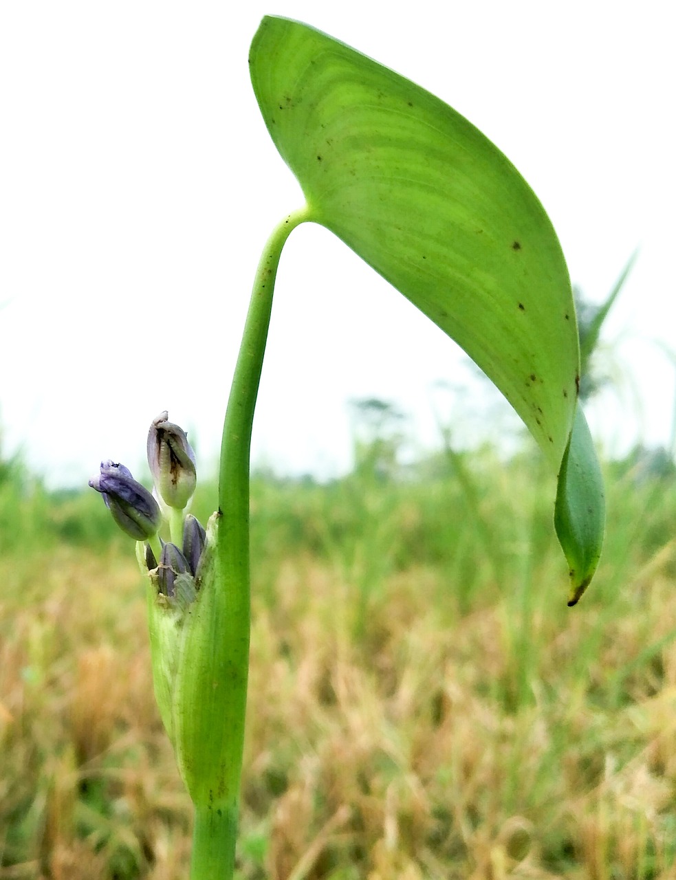Water Hyacinth Flower - Free photo on Pixabay