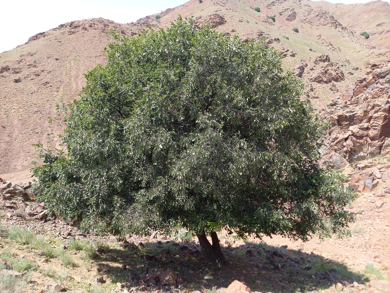 Tree World Desert - Бесплатное фото на Pixabay - Pixabay