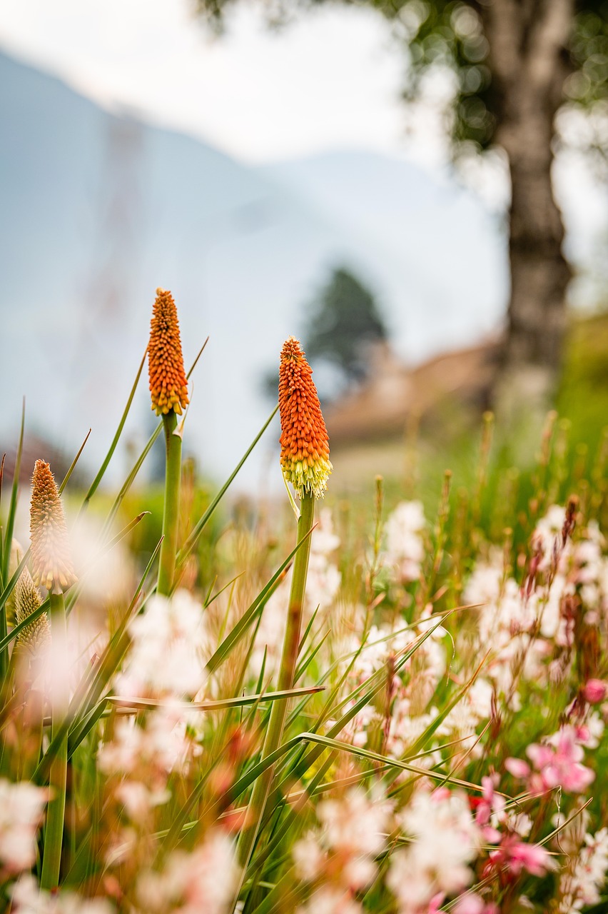 Wildflowers Spring City Bolzano - Free photo on Pixabay - Pixabay