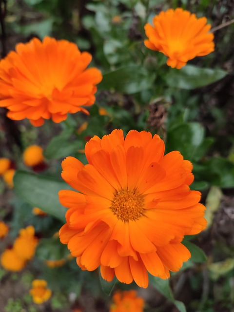 Fleurs Souci La Nature - Photo gratuite sur Pixabay - Pixabay