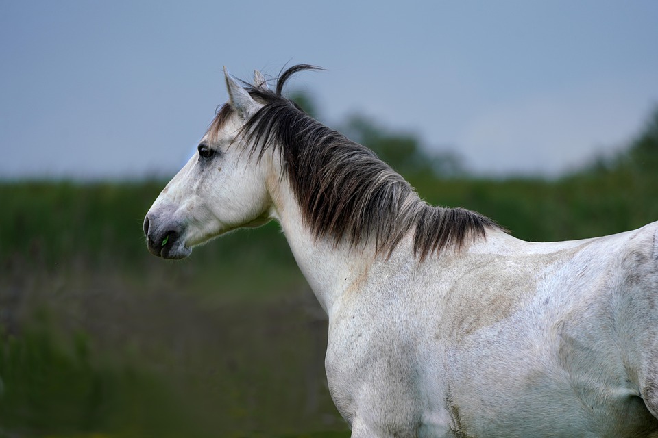 Horse Flank Curious - Free photo on Pixabay