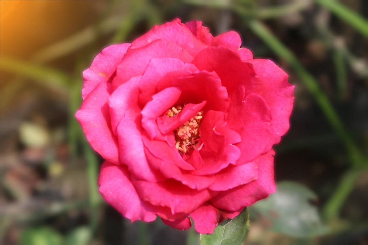 Flowers Nurture Red - Free photo on Pixabay - Pixabay