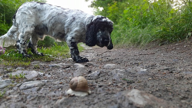 Dog Snail Meeting - Free photo on Pixabay - Pixabay