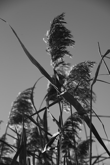 Rumput Alang-Alang Tanaman - Foto gratis di Pixabay - Pixabay