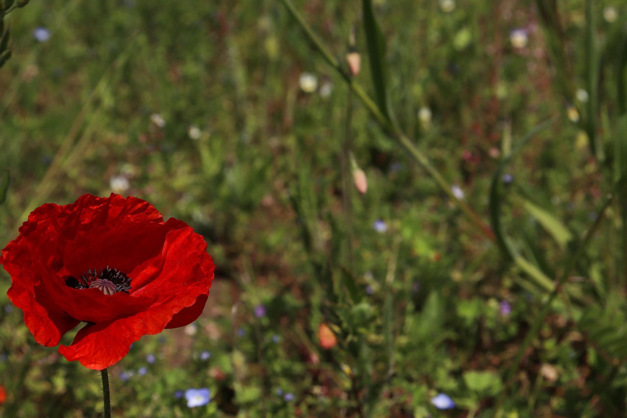Fotografering Dagens Bilde Bilder - Gratis foto på Pixabay - Pixabay