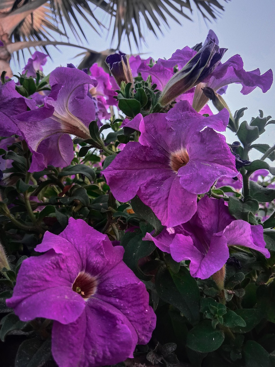 Bunga-Bunga Petunia Kelopak - Foto gratis di Pixabay - Pixabay